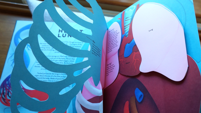 Review of ‘Paper World: Human Body’ illustrated by Gail Armstrong – N S ...